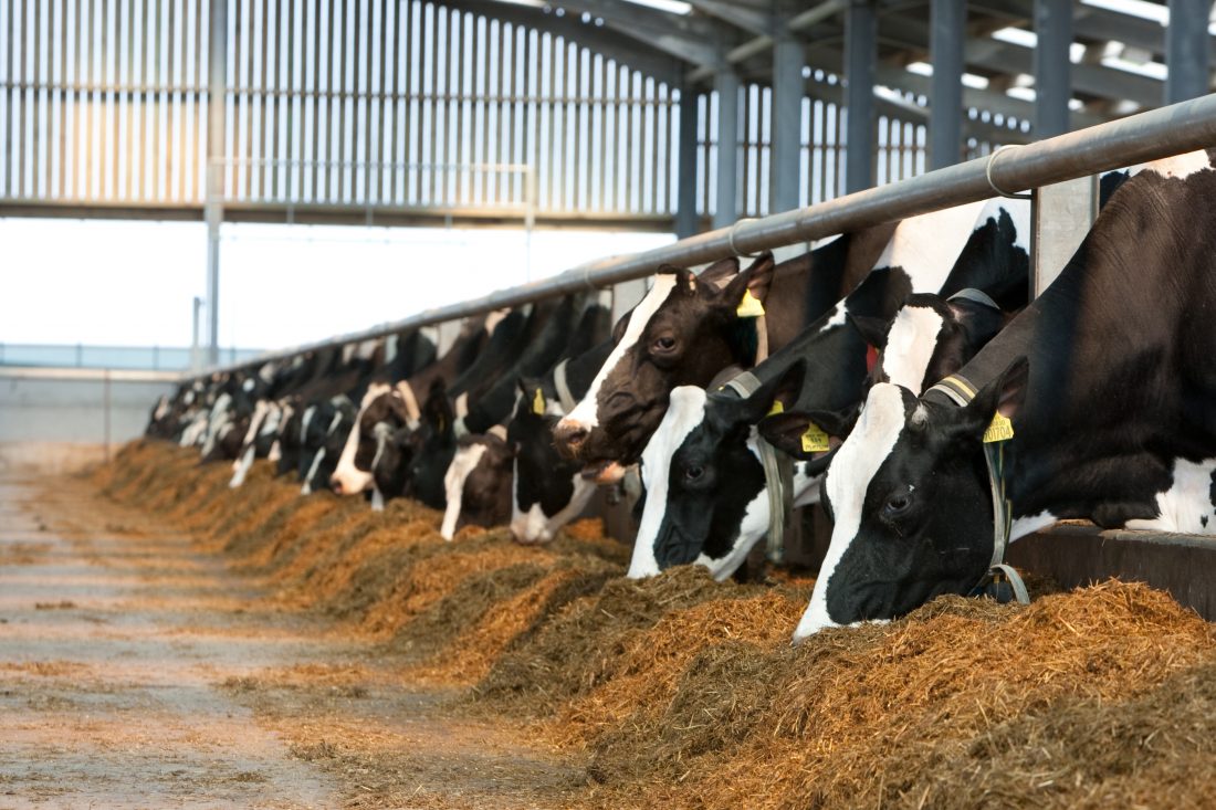 Farmers Should Include Silage In Cow Feed IndianCattle Farmers Should Include Silage In Cow Feed IndianCattle