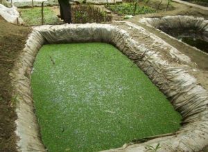 What is Azolla Farming? Use Azolla as Animal Feed